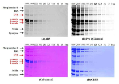 [보고서]겔 백그라운드 염색을 이용한 인산 단백질의 선택적 확인법 개발