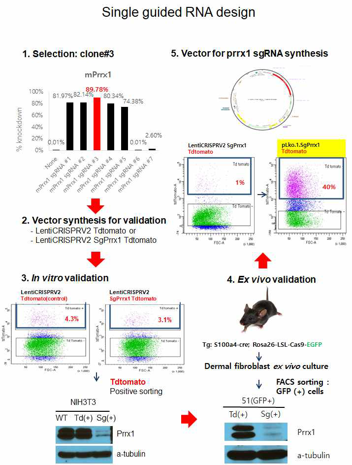 [보고서]흉터 예보를 넘어 흉터의 원상회복을 위한 흉터치료 표적 발굴과 검증