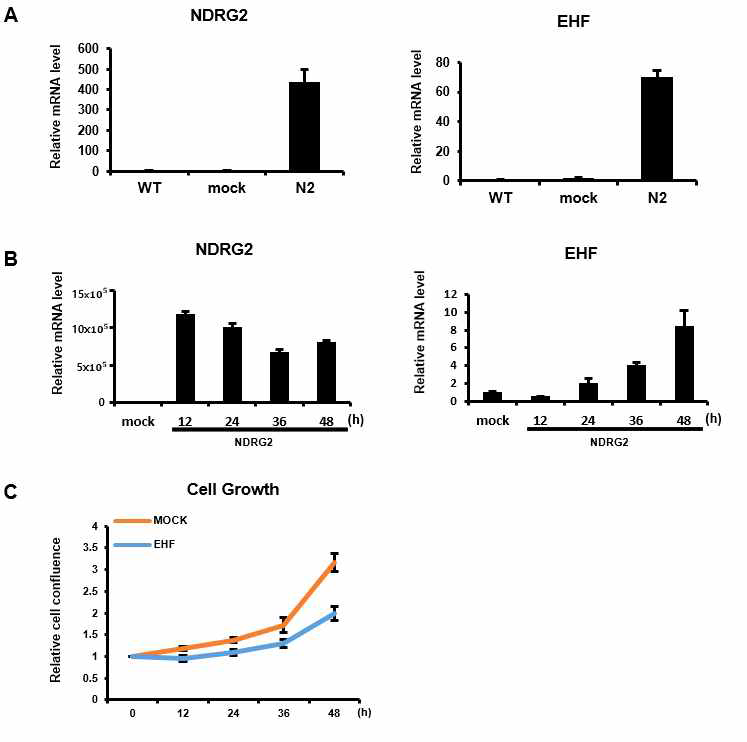 [보고서]종양억제 유전자 NDRG2의 하위 표적으로서의 전사인자 발굴 연구 및 그 작용기전 연구