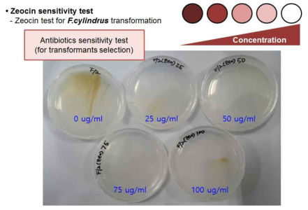[보고서]해양 생광물화 경로 규명 및 모사 통한 다기능성 생광물 복합소재 개발