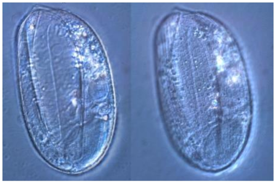 [보고서]2016년 자생생물 조사·발굴연구-무척추동물분야-