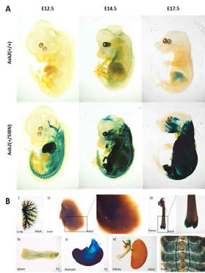 [보고서]근육형성 및 유지에서의 Asb2의 역할