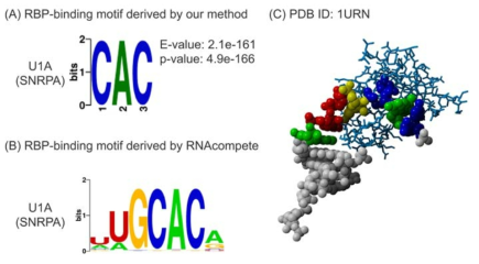 [보고서]비암호화 RNA에서 단백질 결합 부위 탐색과 결합 모티프 발굴