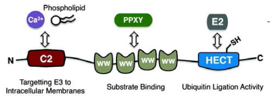 [보고서]E3 ligase WWP2의 새로운 기질 발굴과 종양세포에서의 WWP2의 기능연구