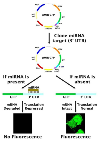 [보고서]마이크로RNA 분자비컨 기반 단일 대장암 세포 내 진단·치료 효과 분자 네트워크 영상 연구