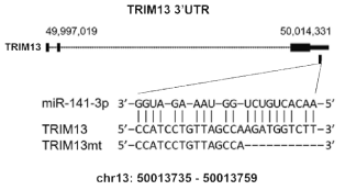 [보고서]마이크로RNA 분자비컨 기반 단일 대장암 세포 내 진단·치료 효과 분자 네트워크 영상 연구