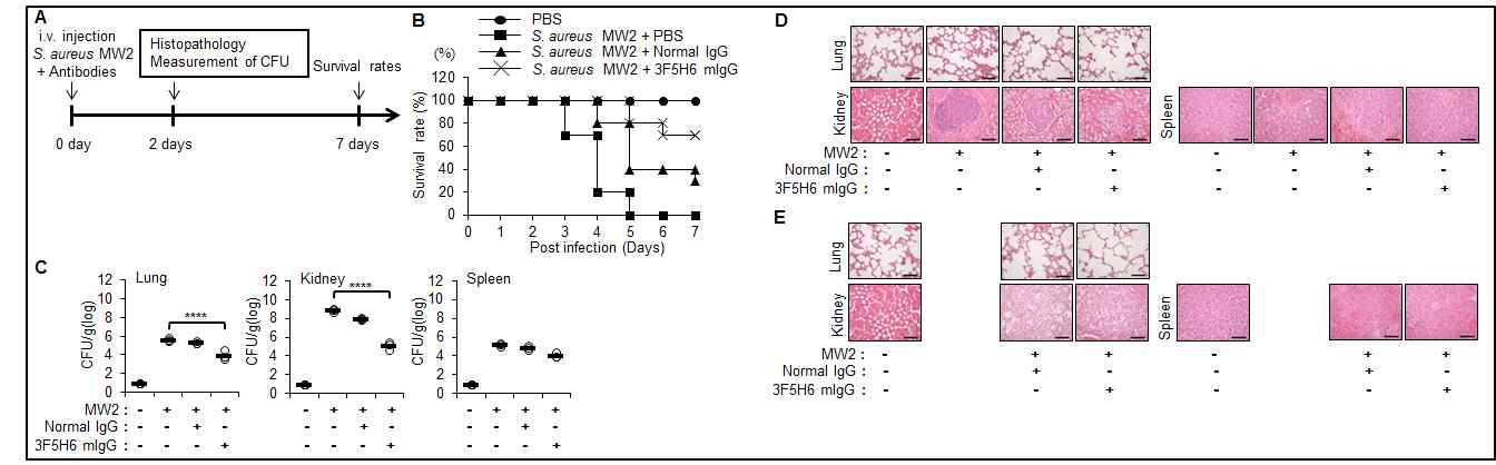 [보고서]선천성 면역에서 다클론항체의 생산기전 및 기능 규명
