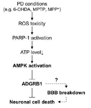 [보고서]HIF-1α에 의한 혈관내피세포의 자가포식 조절 기전 연구