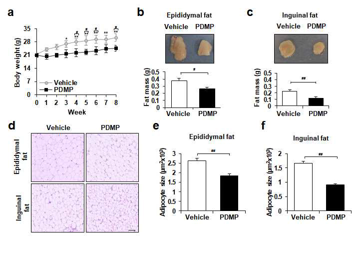 [보고서]지방세포 분화 및 리모델링 기전 규명
