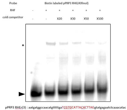 [보고서]뿌리털 특이 유전자 조절 기구의 규명