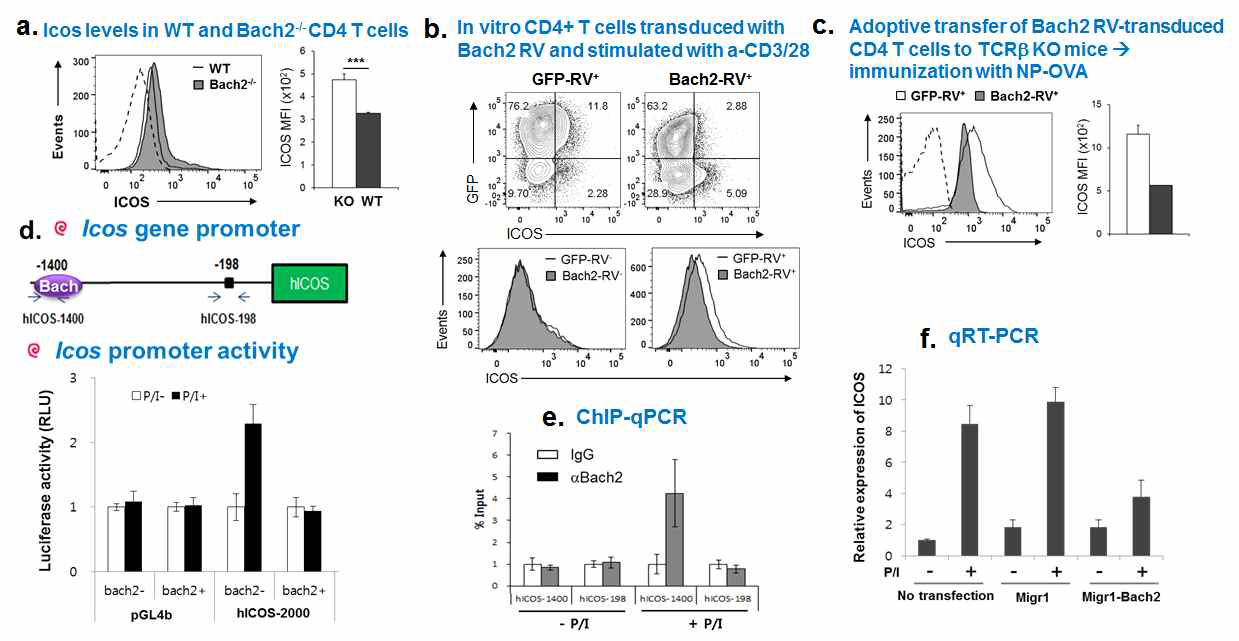 [보고서]체액면역 조절을 위한 follicular helper T세포 분화기전 연구