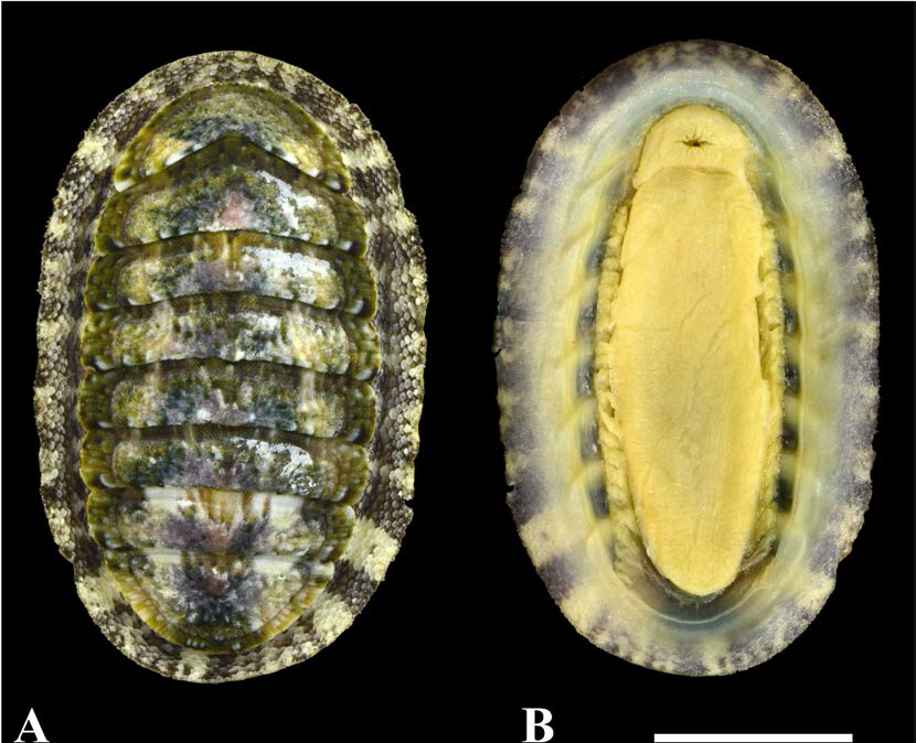 [보고서]한국산 다판류의 분류학적 재검토 연구