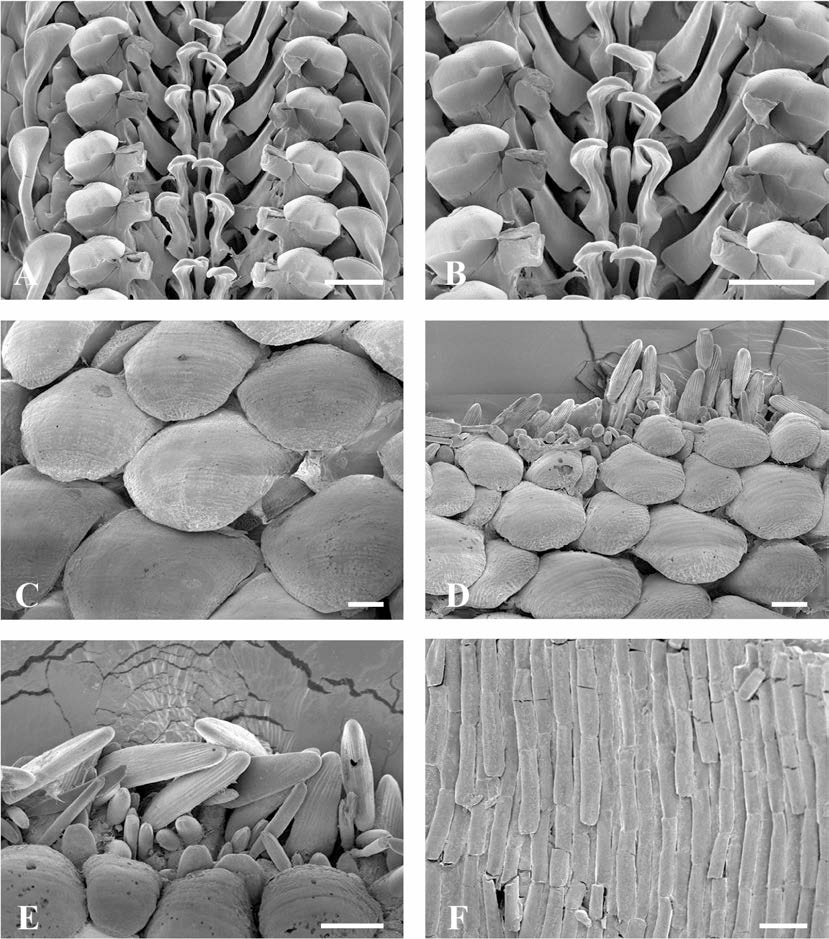 [보고서]한국산 다판류의 분류학적 재검토 연구