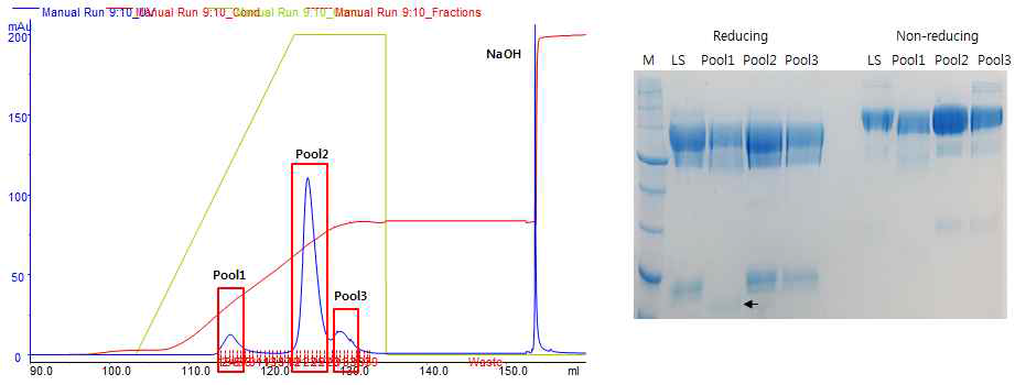 [보고서]차세대 NexP™ 기반 지속형 제7형 혈액응고인자의 개발