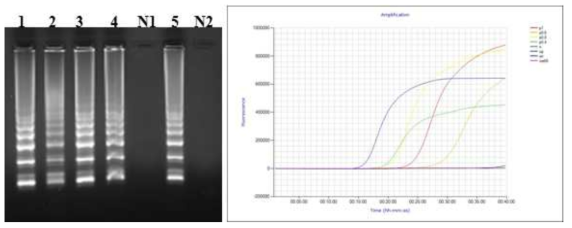 [보고서]어류 양식 현장에서 전염병 진단용 휴대용 핵산 등온 증폭 시스템 개발