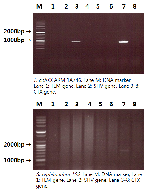 [보고서]항생제 내성 약물유도체 측정기술을 이용한 내성 조기검색에 관한 연구