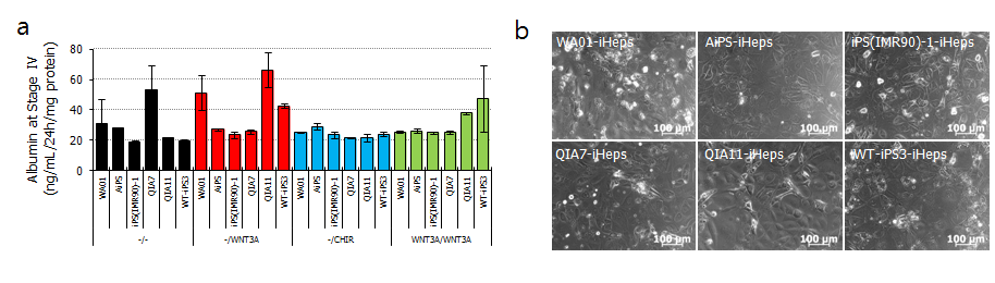 [보고서]인체줄기세포를 이용한 동물용의약품 등의 간장세포 기능 및 간암 유발에 미치는 영향 평가