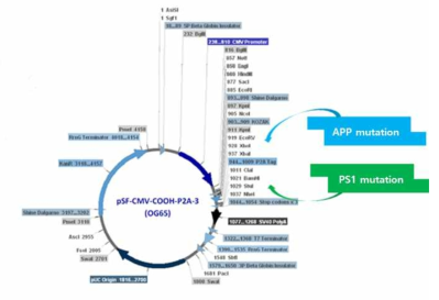 [보고서]영장류 형질전환 질환모델 개발을 위한 퇴행성 신경질환 원인유전자 과발현 벡터 시스템 구축