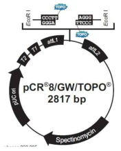 [보고서]영장류 형질전환 질환모델 개발을 위한 퇴행성 신경질환 원인유전자 과발현 벡터 시스템 구축