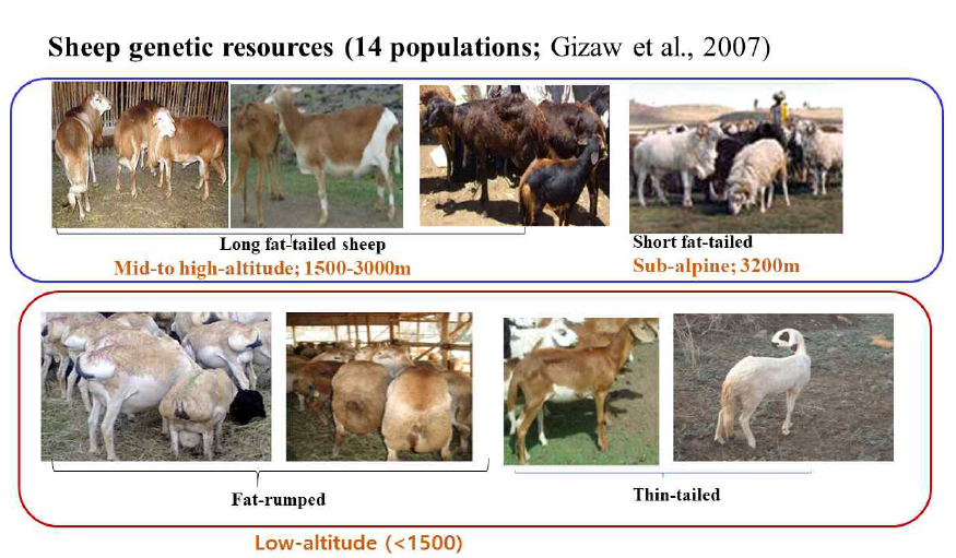 [보고서]혹독한 환경에 유전적으로 적응한 가축 게놈연구
