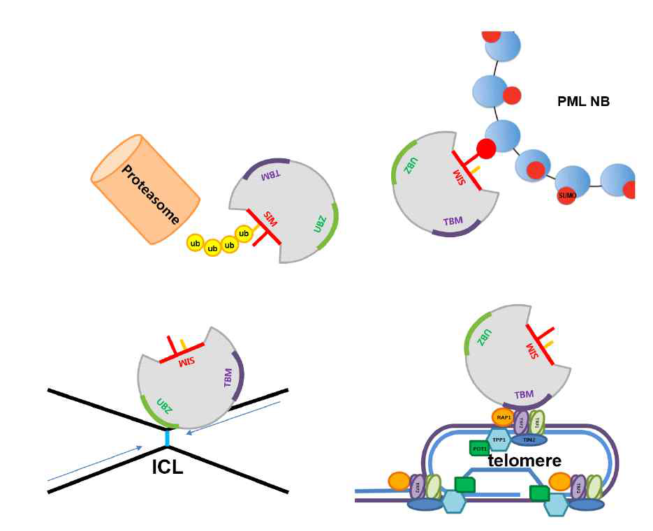 [보고서]PML 핵체에 의한 DNA 손상 복구 단백질 SLX4의 활성 조절 기전 연구