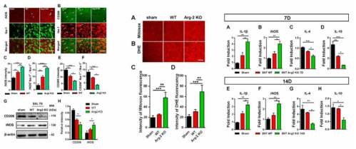 [보고서]신경병증성통증에 대한 Evans blue의 진통효과, 작용기전 및 응용연구