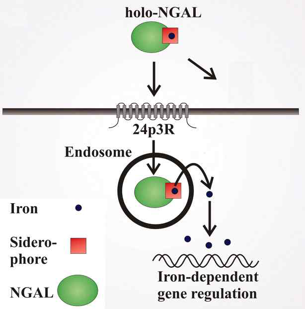 [보고서]대장암의 종양 미세환경에서 리포칼린 2의 역할과 기전 규명에 관한 연구