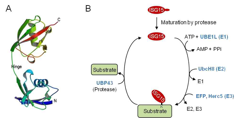 [보고서]바이러스-ISGylation 상호작용에 의한 exosome 분비 조절