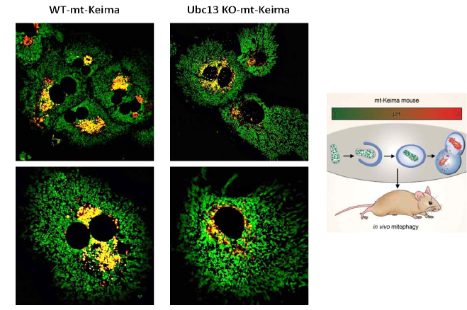 [보고서]미토파지 조절을 통한 지방간염 이행기전 규명 및 유효인자 발굴