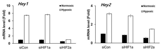 [보고서]MPC (mitochondrial pyruvate carrier)의 발현과 활성 조절을 통한 세포 기능 제어 연구