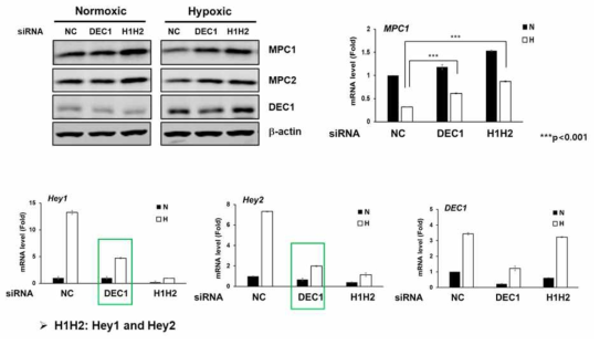 [보고서]MPC (mitochondrial pyruvate carrier)의 발현과 활성 조절을 통한 세포 기능 제어 연구