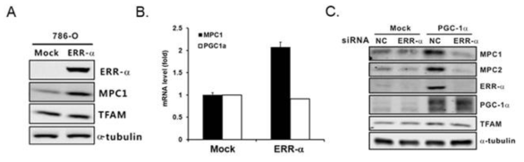 [보고서]MPC (mitochondrial pyruvate carrier)의 발현과 활성 조절을 통한 세포 기능 제어 연구