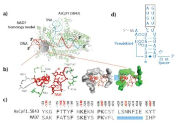 [보고서]로열티 free CRISPR-MAD7기반 식물 유전자 교정 시스템 구축