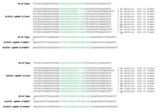 [보고서]로열티 free CRISPR-MAD7기반 식물 유전자 교정 시스템 구축