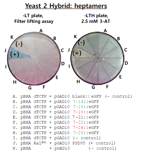 [보고서]세포성장 조절 유전자 TCTP의 세포핵 내 새로운 역할 규명