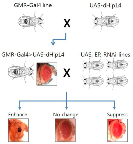 [보고서]신경계 세포 사멸 및 재생 기전 규명을 통한 뇌질환 치료기술 개발 연구