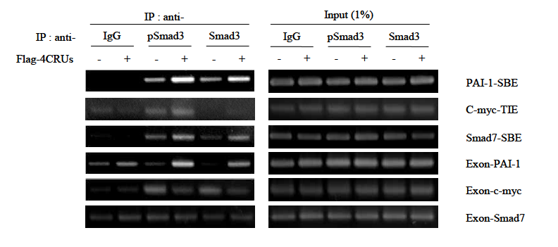 [보고서]비만세포 분화에서 Ahnak단백질의 새로운 기능과 신약타겟으로써의 검증