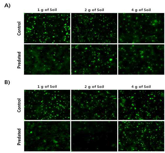 [보고서]생물학적 환경복원에서 포식 미생물의 영향성