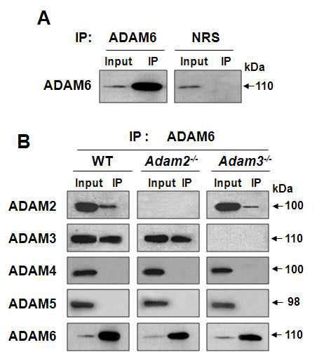[보고서]ADAM 단백질 네트워크 분석 연구