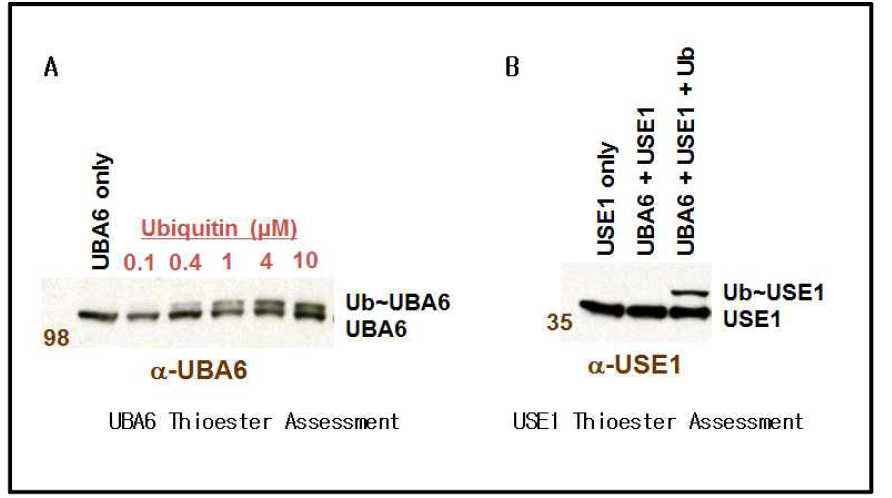 [보고서]UBA6 네트워크 억제를 통한 폐암 저해제 개발