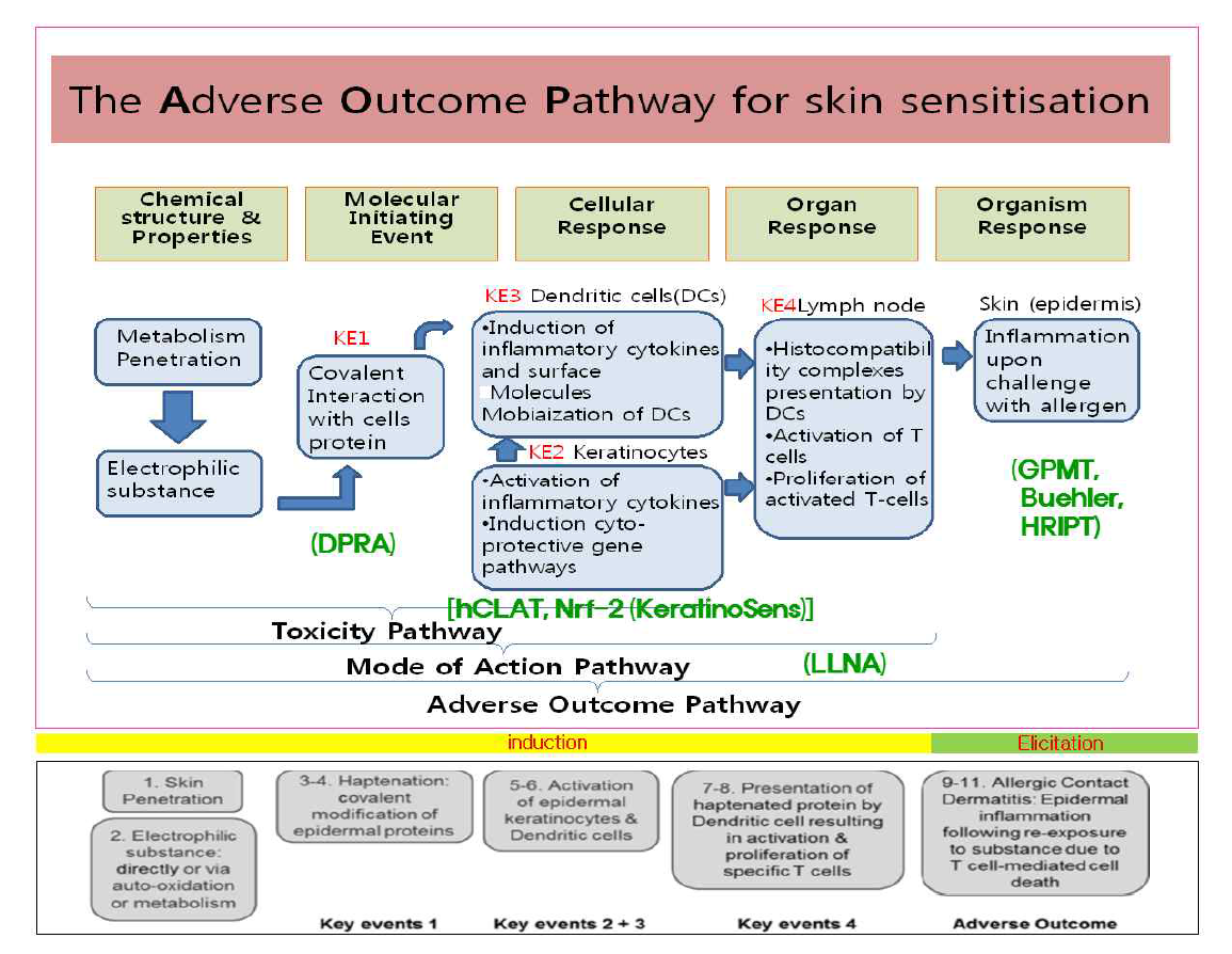 [보고서]OECD in Chemico 피부감작성 시험법(DPRA) 개선 연구