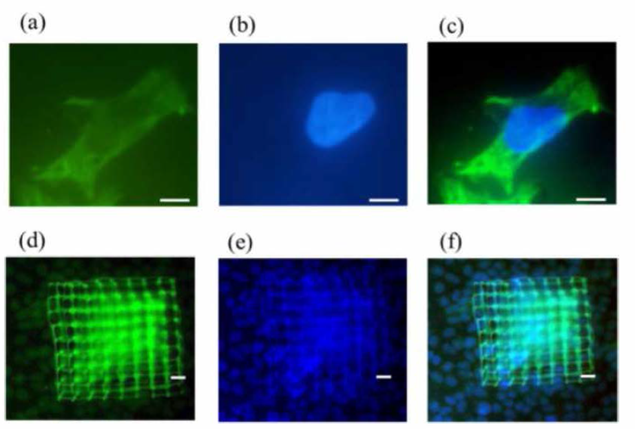 [보고서]나노 3D 프린팅 기초 공정 기술 확보를 통한 생체모사용 3D 세포 칩 생산 기반 기술 연구