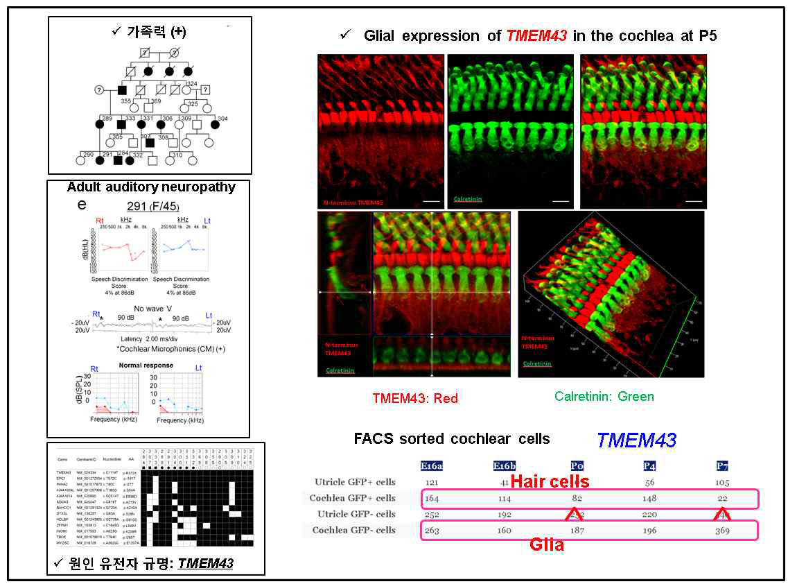 [보고서]내이/심장 다면발현 TMEM43 유전자의 기능과 발병 기전에 대한 규명 및 이를 통한 성인 청신경병증의 정밀의학적 치료 ...