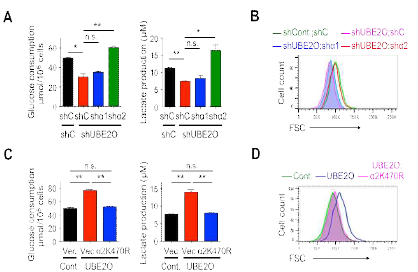 [보고서]miRNA 조절을 통한 암전이 및 암대사 기전 제어 원천기술 개발
