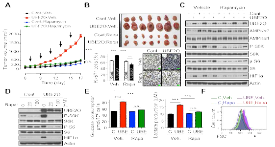 [보고서]miRNA 조절을 통한 암전이 및 암대사 기전 제어 원천기술 개발