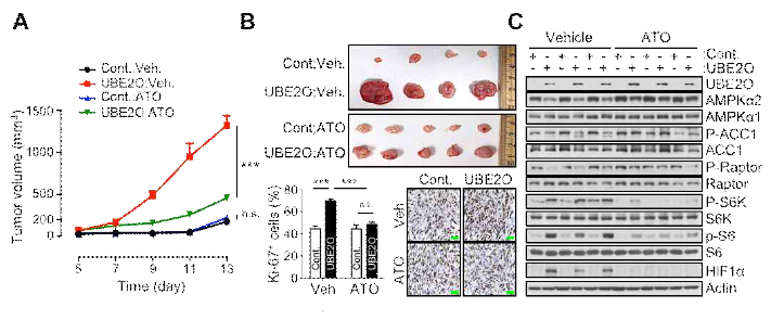[보고서]miRNA 조절을 통한 암전이 및 암대사 기전 제어 원천기술 개발
