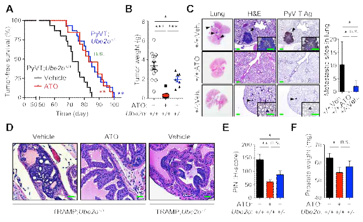 [보고서]miRNA 조절을 통한 암전이 및 암대사 기전 제어 원천기술 개발