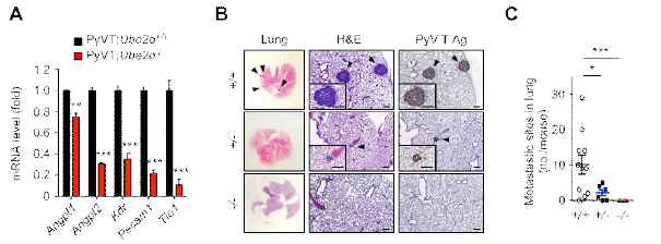 [보고서]miRNA 조절을 통한 암전이 및 암대사 기전 제어 원천기술 개발