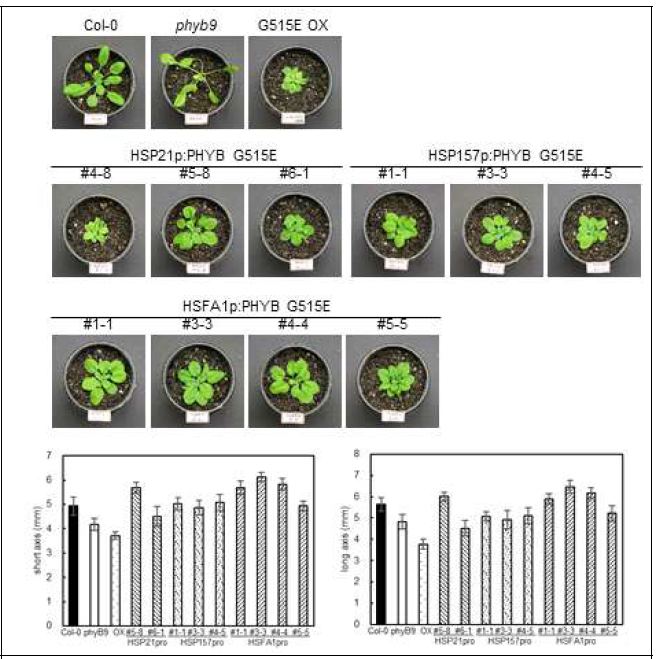 [보고서]광합성 세균 광센서 활용 식물의 고온/가뭄 저항성 제어 기술 개발