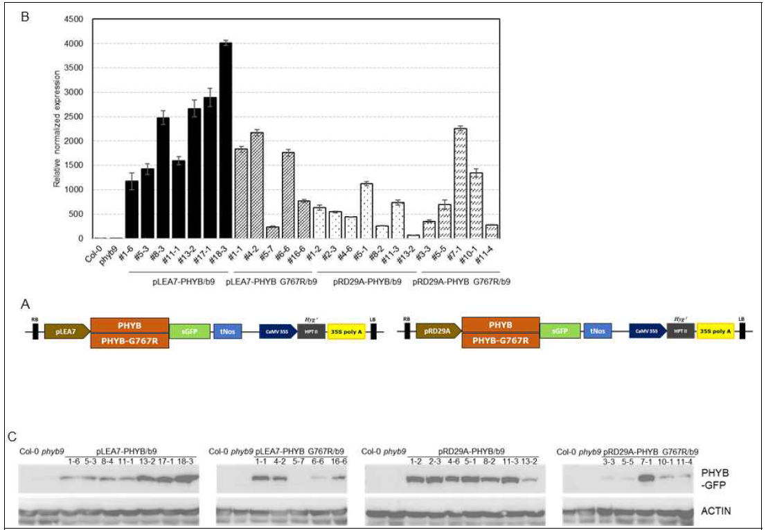 [보고서]광합성 세균 광센서 활용 식물의 고온/가뭄 저항성 제어 기술 개발